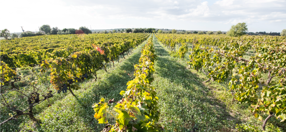 Charles Le Bel Champagne by Billecart-Salmon | Antonio's Wine