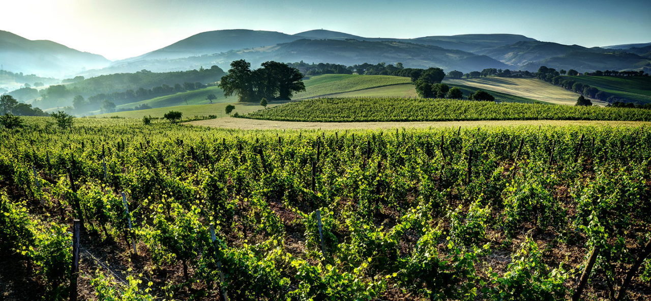Wein aus den Marken – Verdicchio, Rosso Conero & mehr